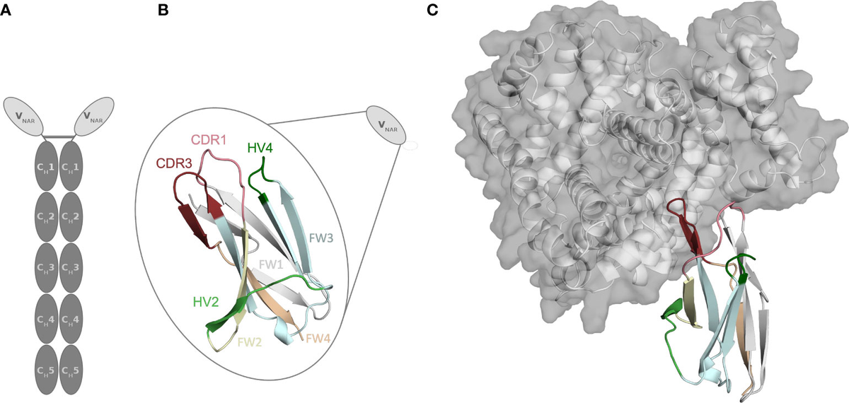 Frontiers | The influence of antibody humanization on shark variable ...