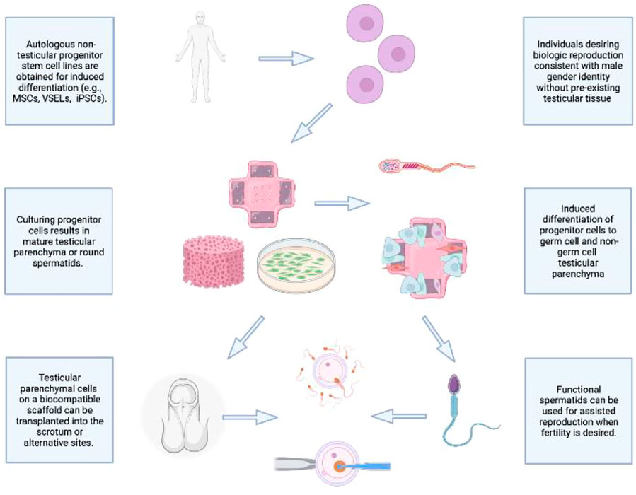 Frontiers De Novo Testicular Tissue Generation From Non Testicular