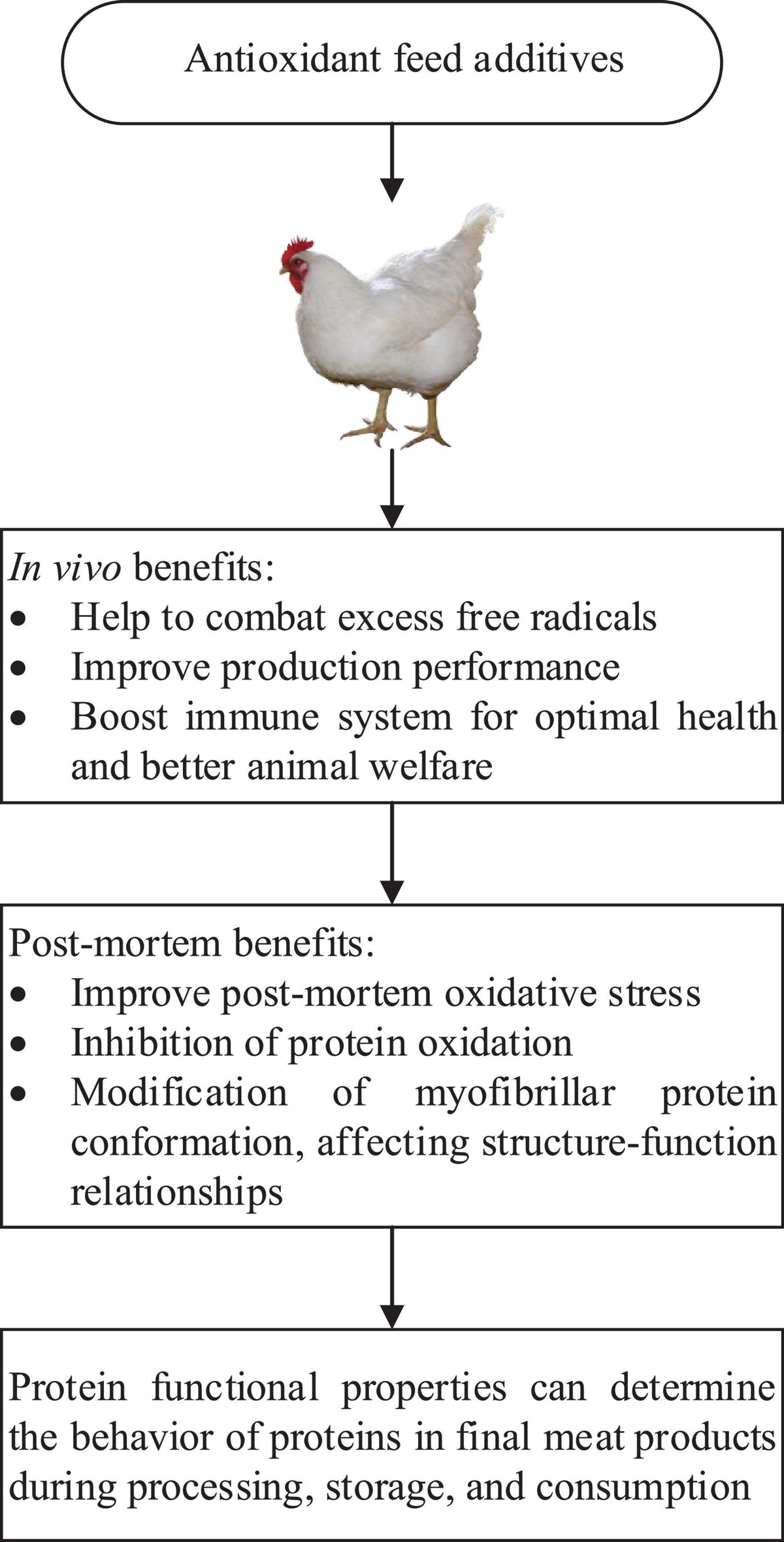 Frontiers | Effects of selenium yeast and jujube powder dietary ...