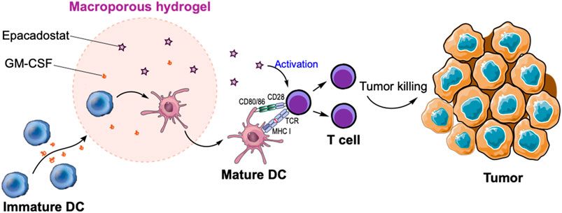 Frontiers | In Situ Dendritic Cell Recruitment and T Cell Activation ...