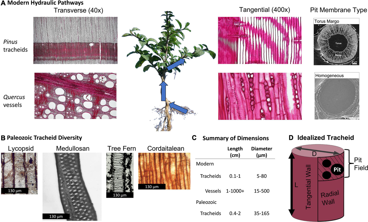 Frontiers | Stems matter: Xylem physiological limits are an accessible ...