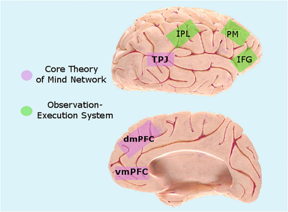 Frontiers | Inter-brain plasticity as a biological mechanism of change ...