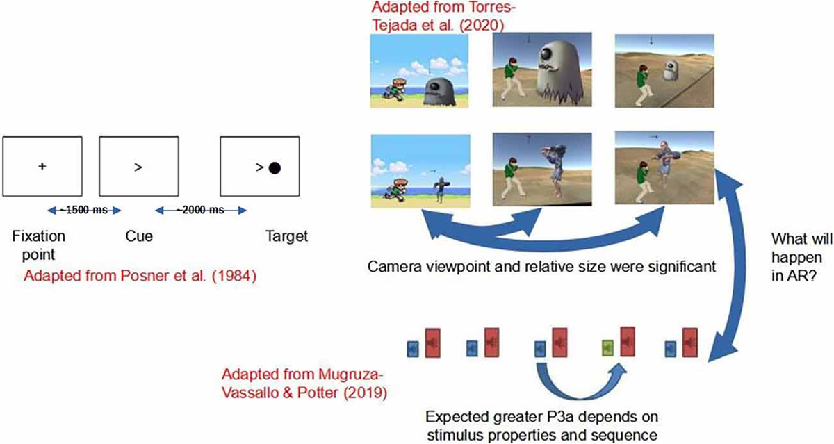 Frontiers | Different Markov chains modulate visual stimuli processing in a Go-Go experiment in ...