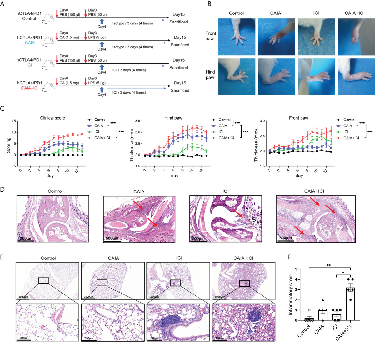 Frontiers | TNF-α inhibitor ameliorates immune-related arthritis and ...