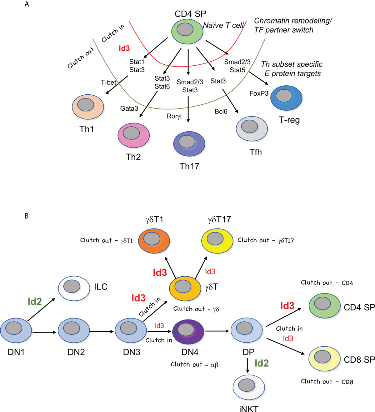 Frontiers | Shifting gears: Id3 enables recruitment of E proteins to ...