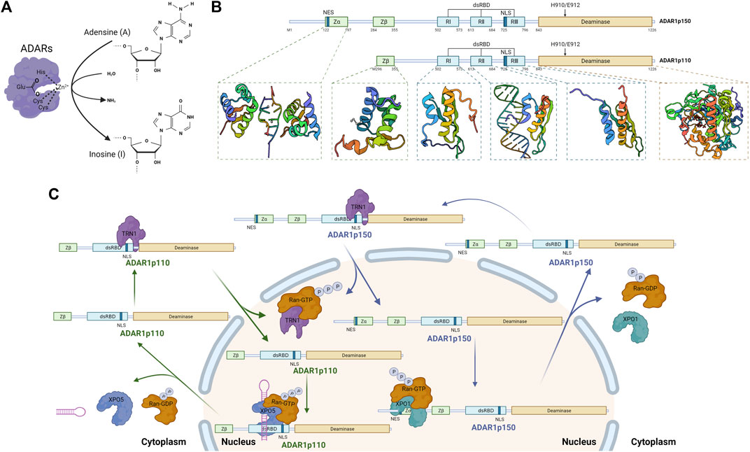 Frontiers | ADAR1-Mediated RNA Editing and Its Role in Cancer