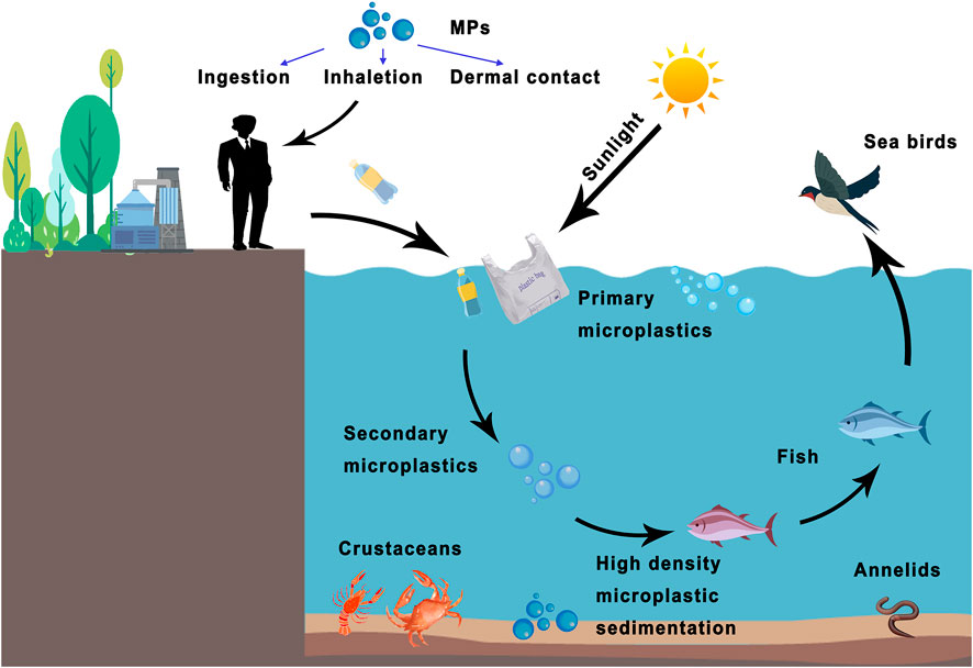 Frontiers | Impacts of microplastics on immunity