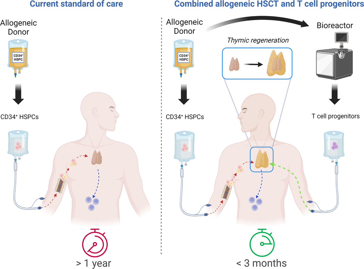 Frontiers | T-Cell Progenitors As A New Immunotherapy to Bypass Hurdles ...