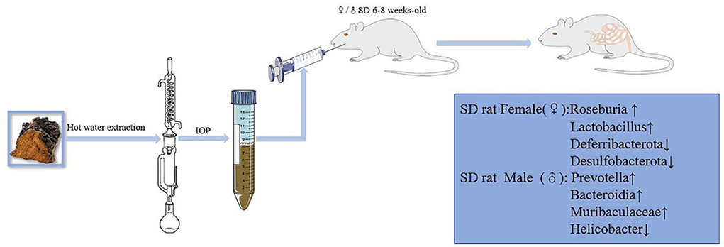 Frontiers | Gender-related differences in the effects of Inonotus ...