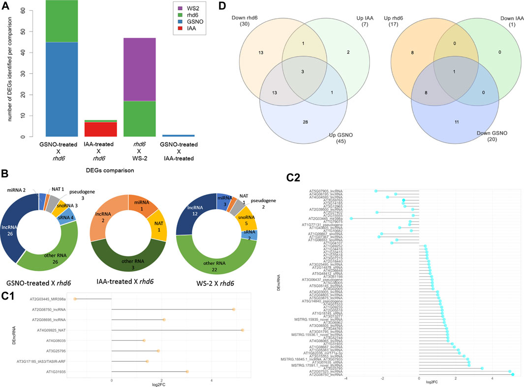 Frontiers | Noncoding RNAs responsive to nitric oxide and their protein-coding gene targets shed ...