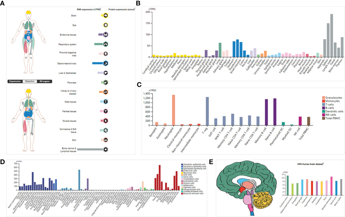 Frontiers | The regulation of ISG20 expression on SARS-CoV-2 infection ...