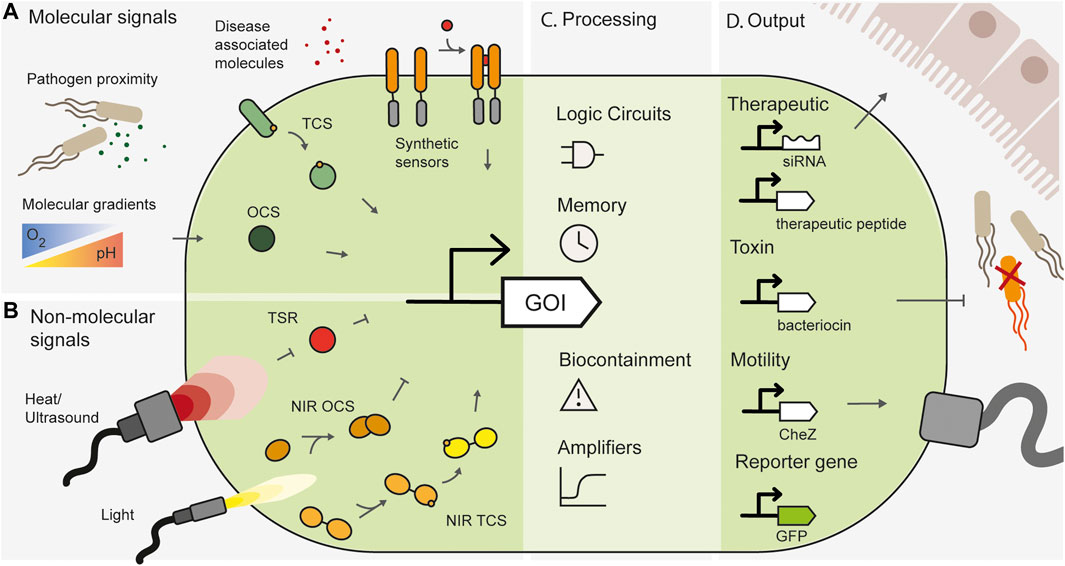 Frontiers | Achieving spatially precise diagnosis and therapy in the ...