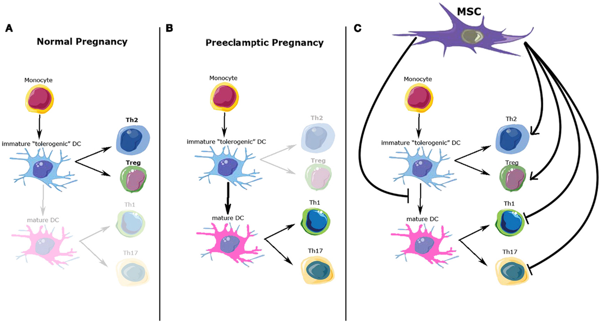 Frontiers Innate Immune System And Preeclampsia