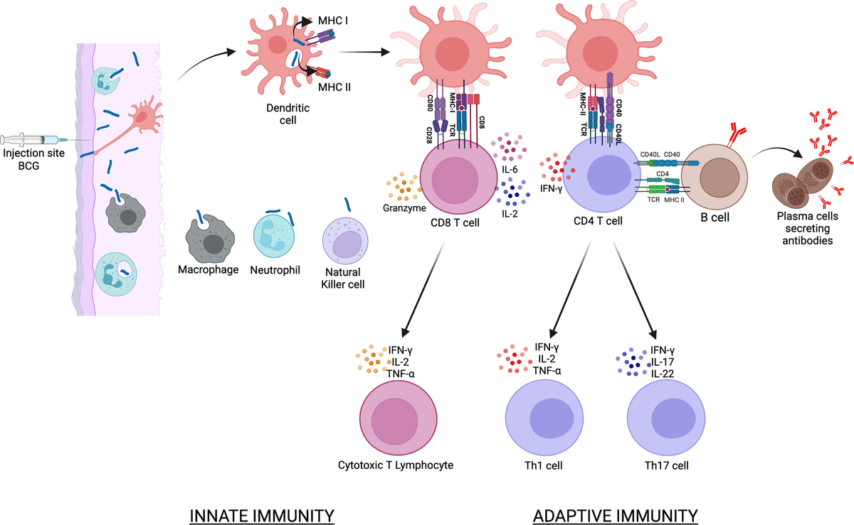 Frontiers | A century of BCG vaccination: Immune mechanisms, animal ...