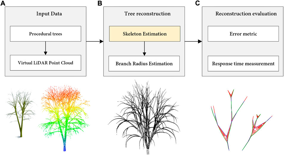 Frontiers | Reconstruction of tree branching structures from UAV-LiDAR data