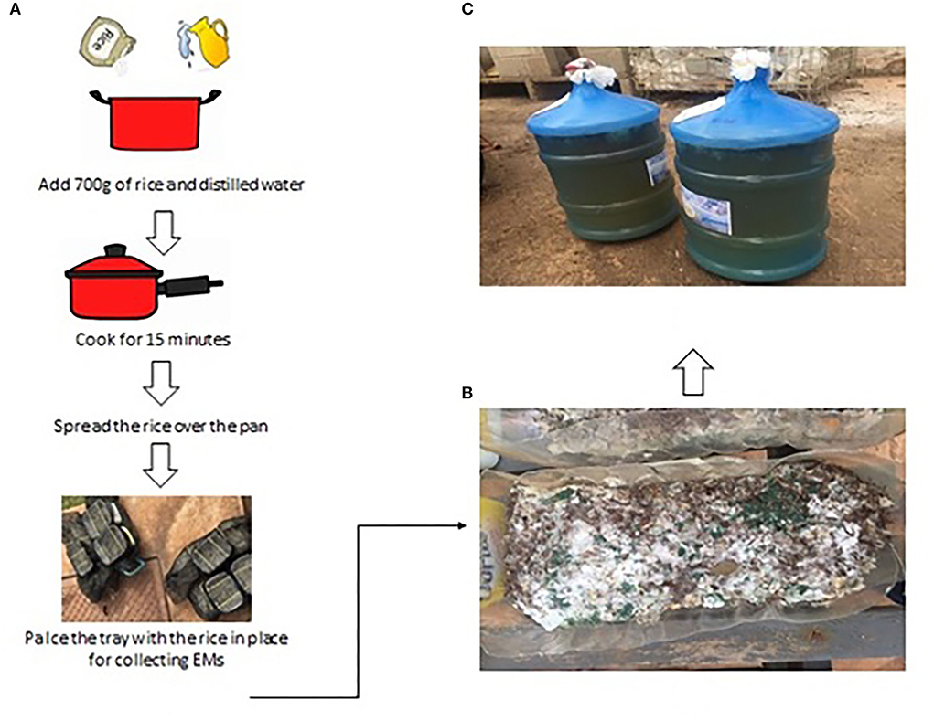 Frontiers | Dynamics of microbiota and physicochemical characterization ...