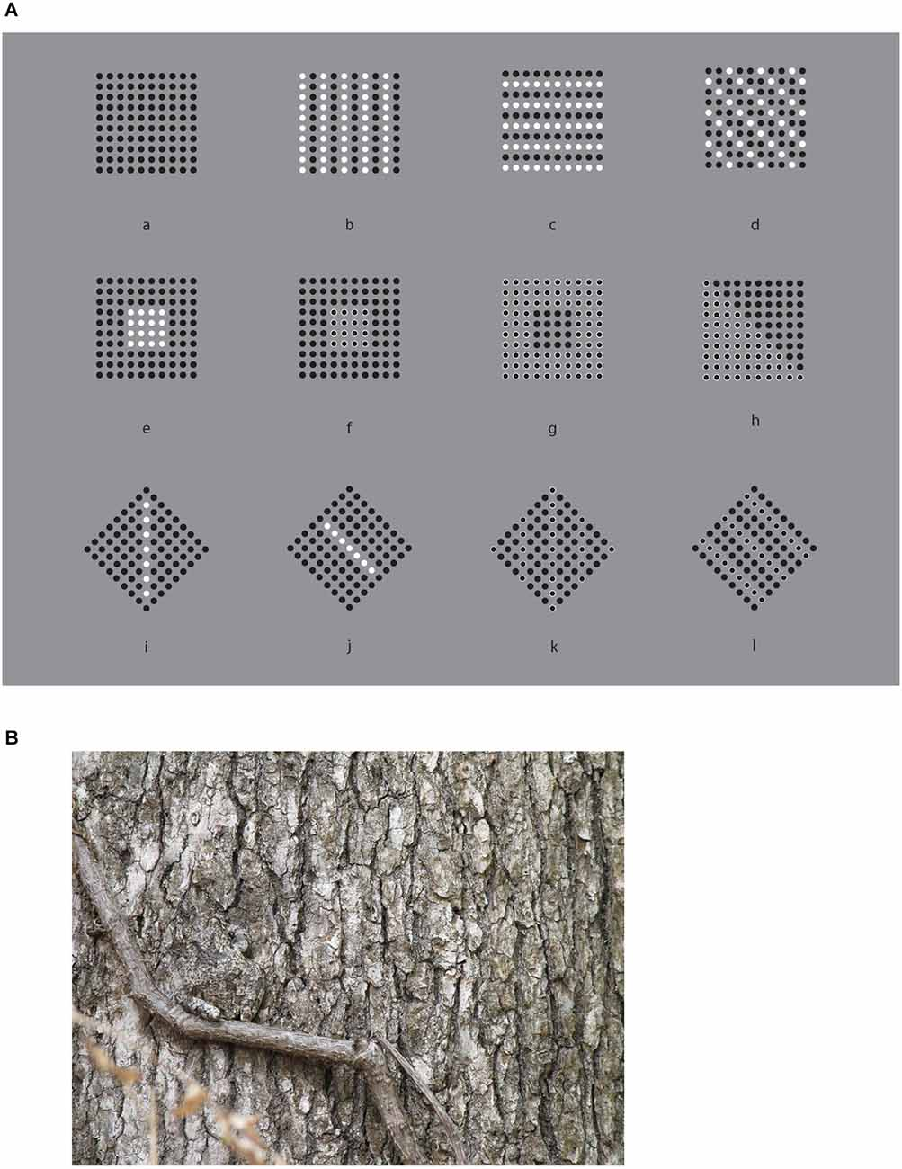 Frontiers | From perceptual organization to visual illusions and back
