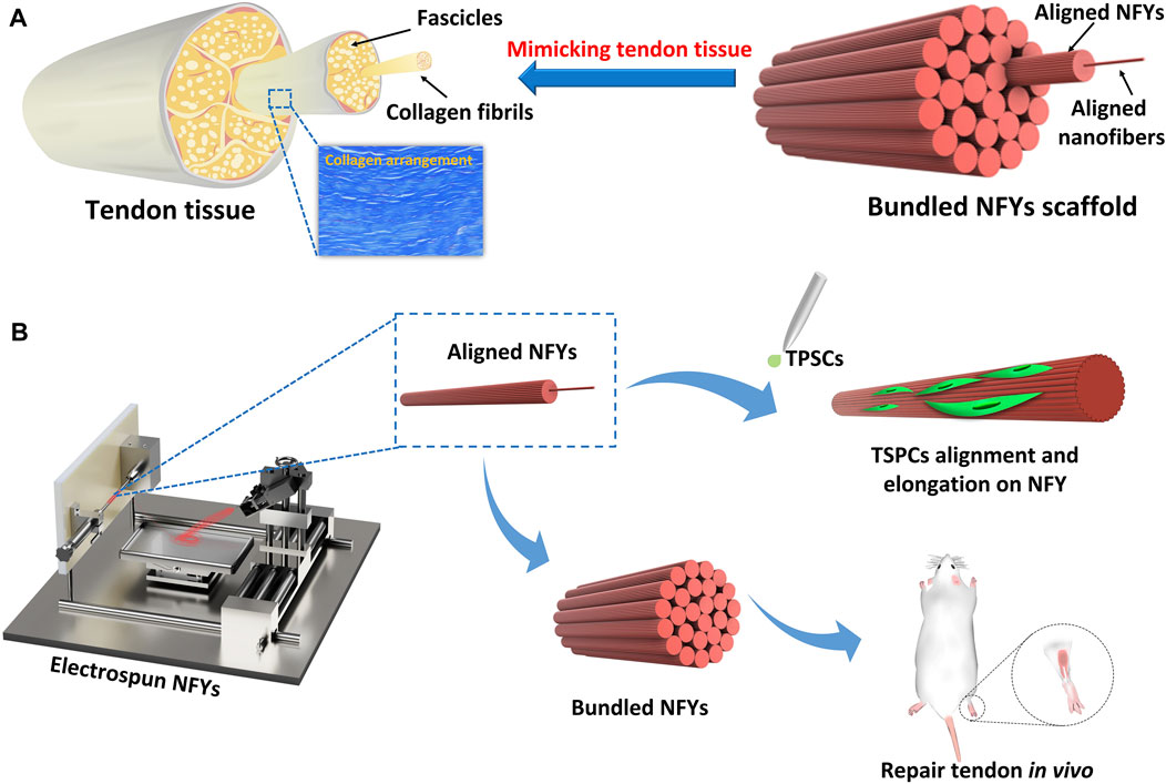 Frontiers | Electrospun aligned poly(ε-caprolactone) nanofiber yarns ...