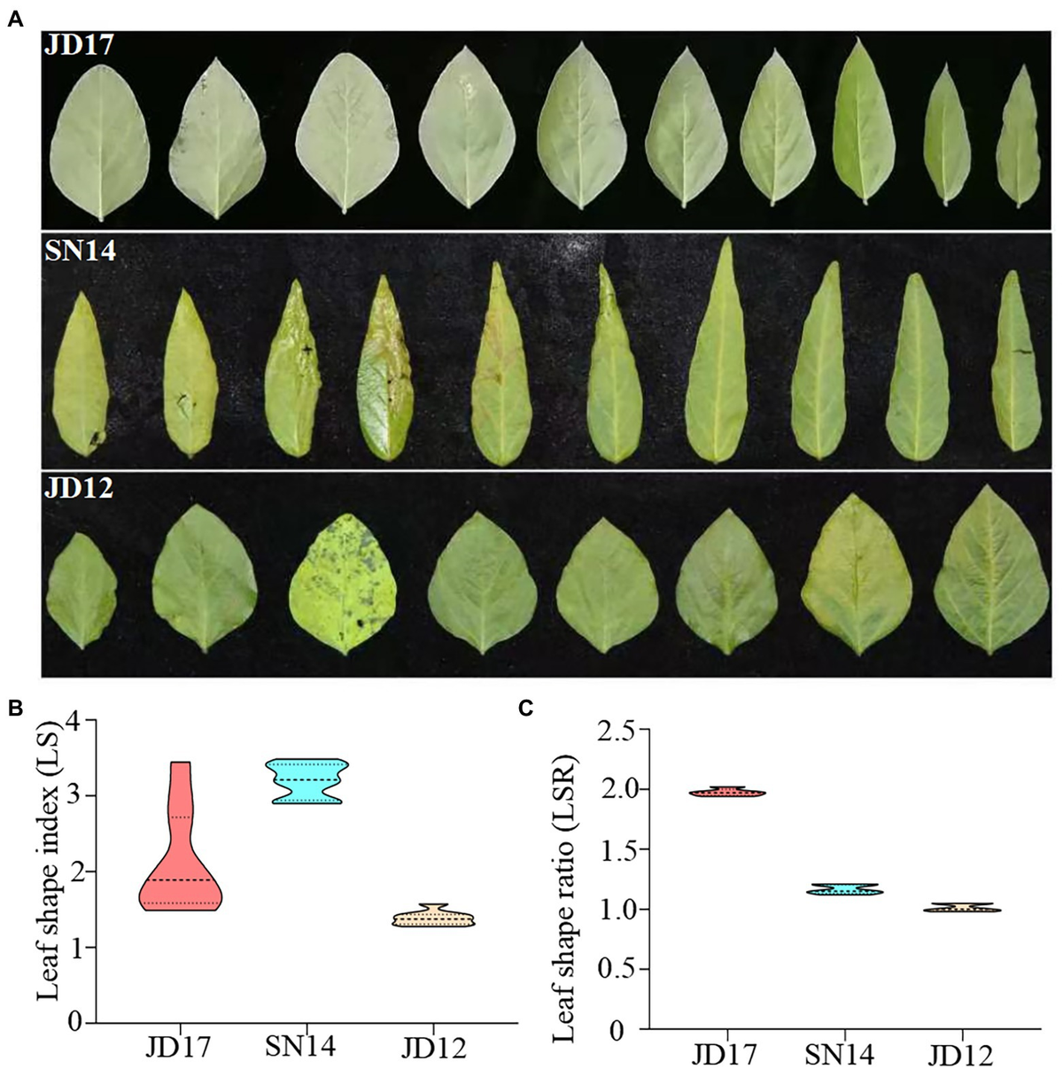 Frontiers | QTL and candidate genes for heterophylly in soybean based ...