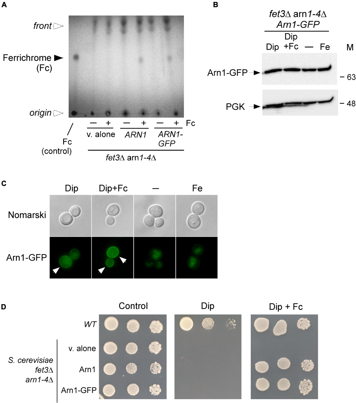 Frontiers | Sib1, Sib2, and Sib3 proteins are required for ferrichrome ...