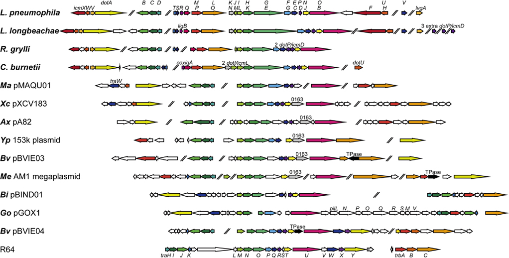 Frontiers | Type IVB Secretion Systems of Legionella and Other Gram ...