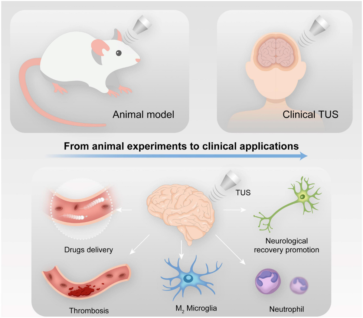 Frontiers | Transcranial ultrasound stimulation applied in ischemic ...
