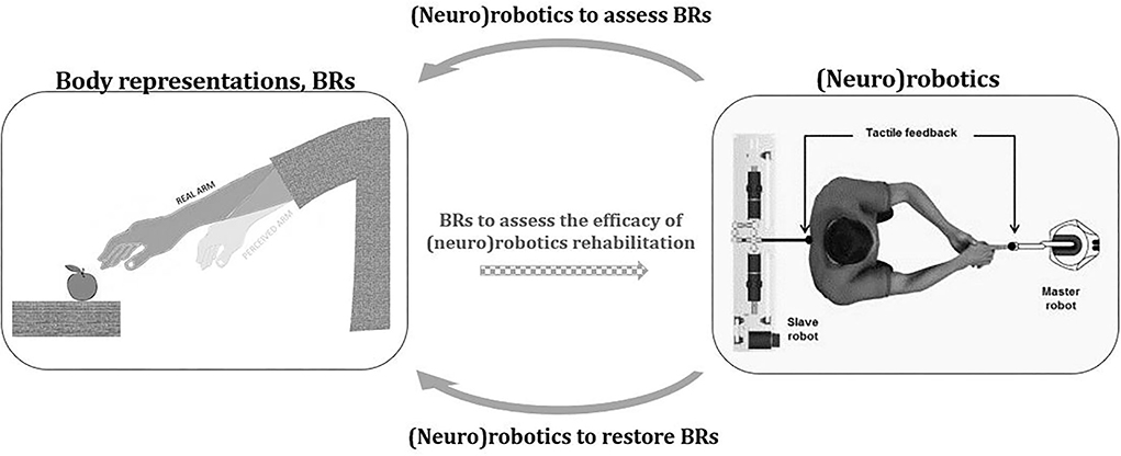 Frontiers | Assess and rehabilitate body representations via (neuro ...