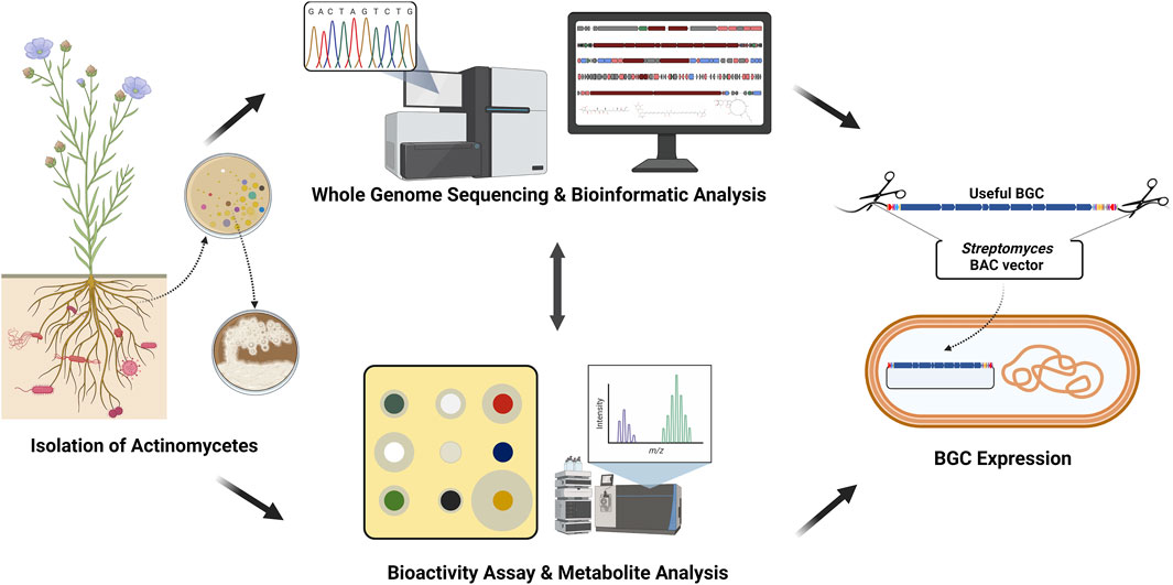 Frontiers | BAC cloning and heterologous expression of a giant ...