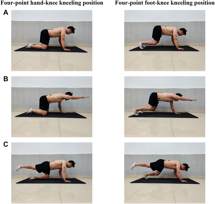 Frontiers | The deer play in Wuqinxi and four-point hand−knee kneeling ...