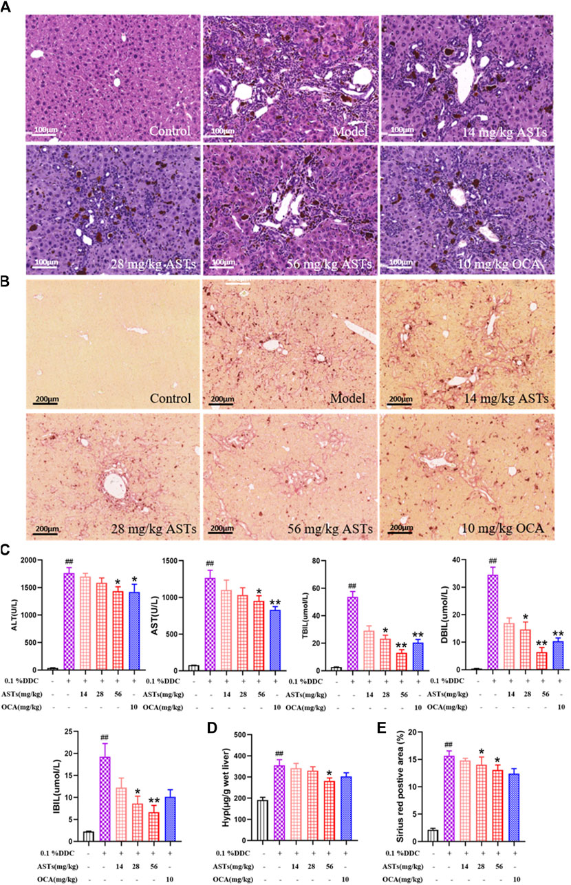 Frontiers | Astragalus saponins and its main constituents ameliorate ...