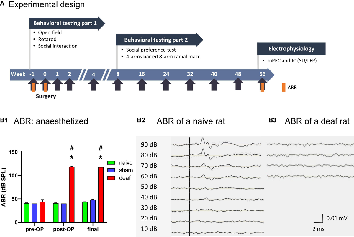 Frontiers | Processing of auditory information in forebrain regions ...