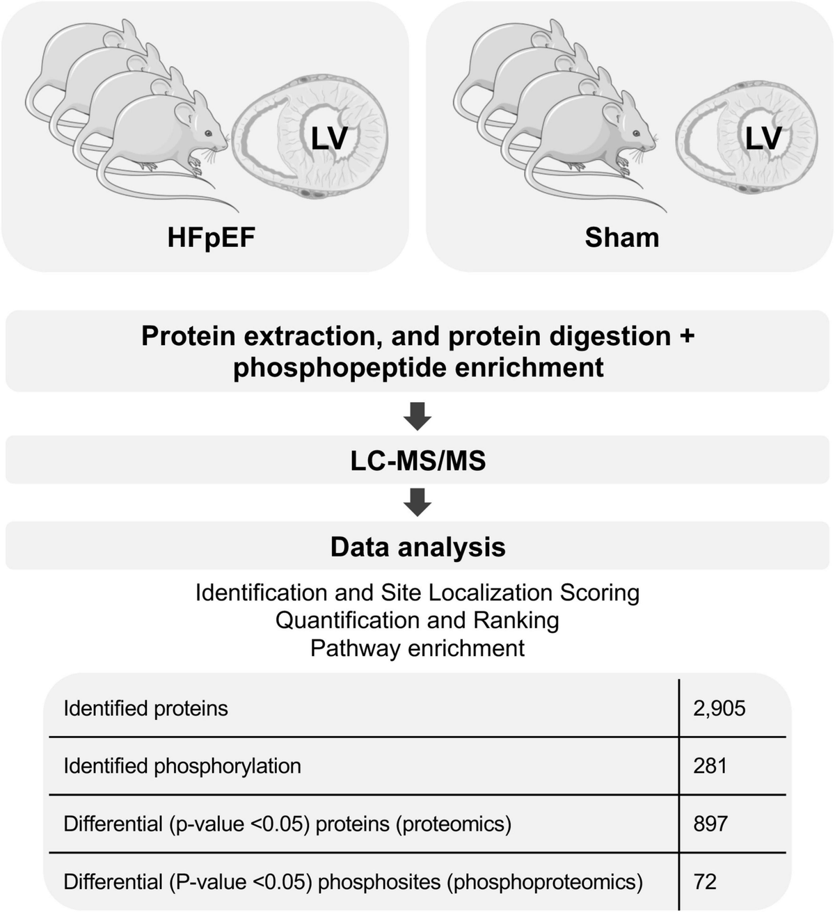 Frontiers | Proteomic and phosphoproteomic profiling in heart failure ...