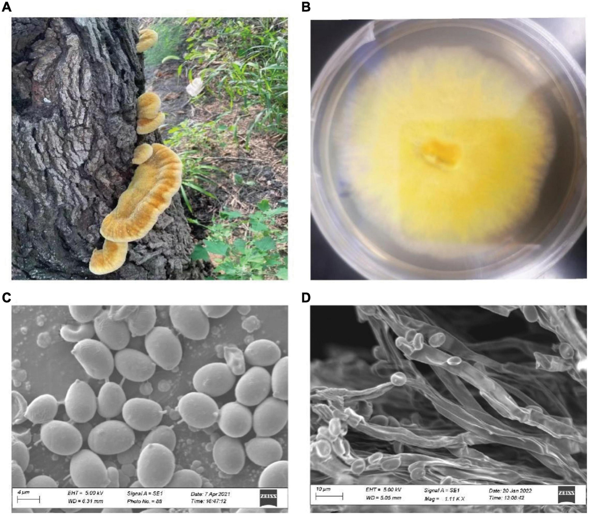 Frontiers | Whole-genome assembly and analysis of a medicinal fungus ...