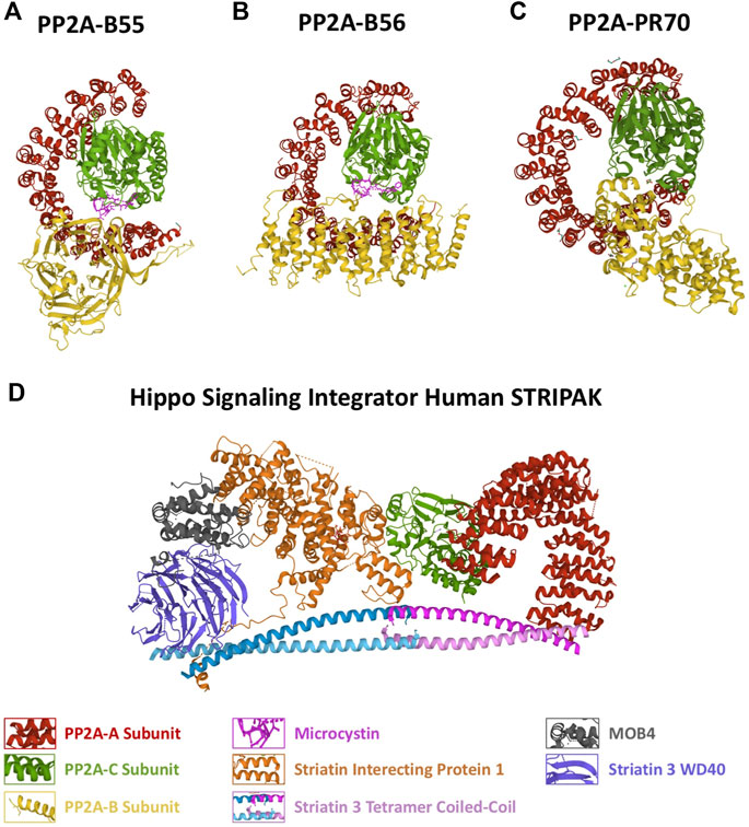 Frontiers | Structural, enzymatic and spatiotemporal regulation of PP2A ...