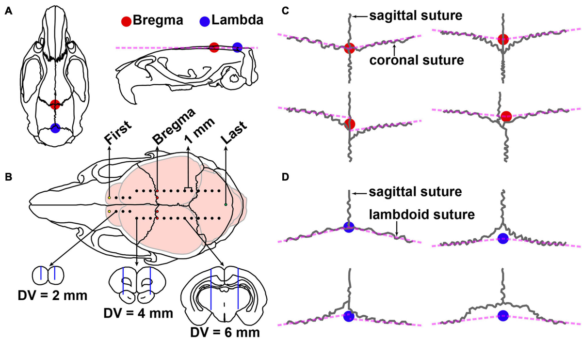 Frontiers | Stereotaxic atlas of the infant rat brain at postnatal days ...