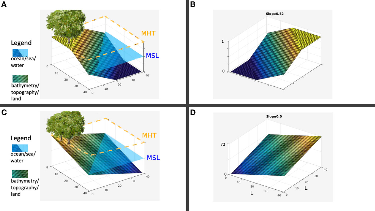 Frontiers | Does mangrove restoration imply coastal protection? A ...