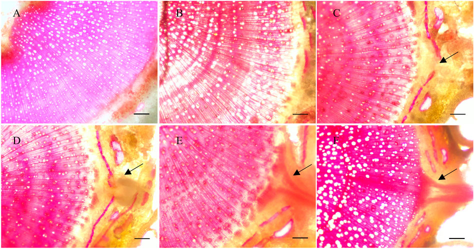 Frontiers | Transcriptomic profiles of poplar (Populus simonii × P ...