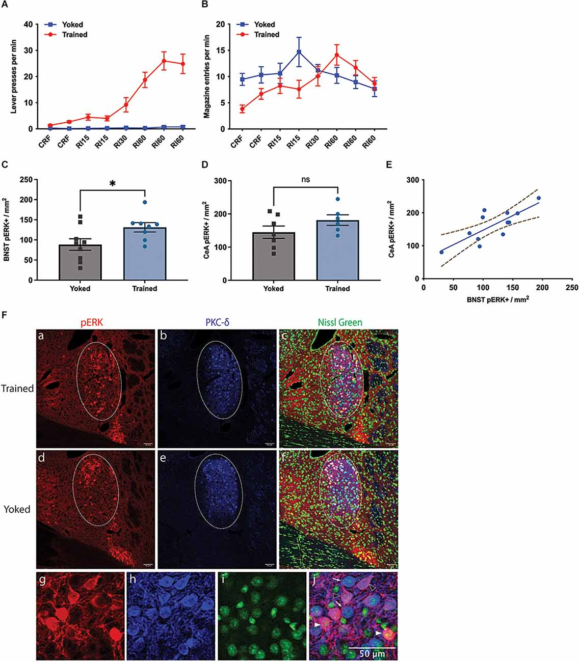 Frontiers | The role of the bed nucleus of the stria terminalis in the ...