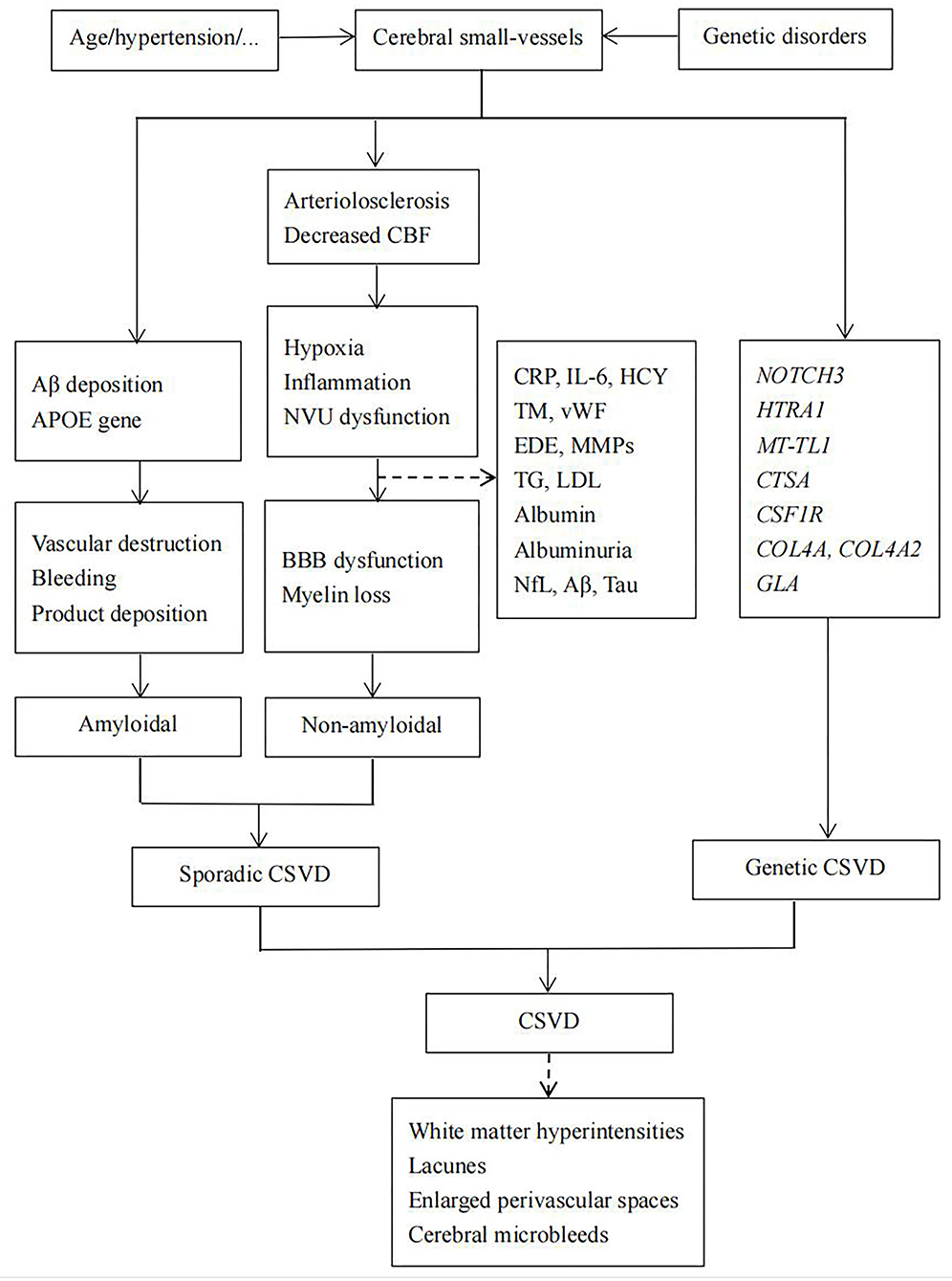Frontiers | Biomarkers involved in the pathogenesis of cerebral small ...