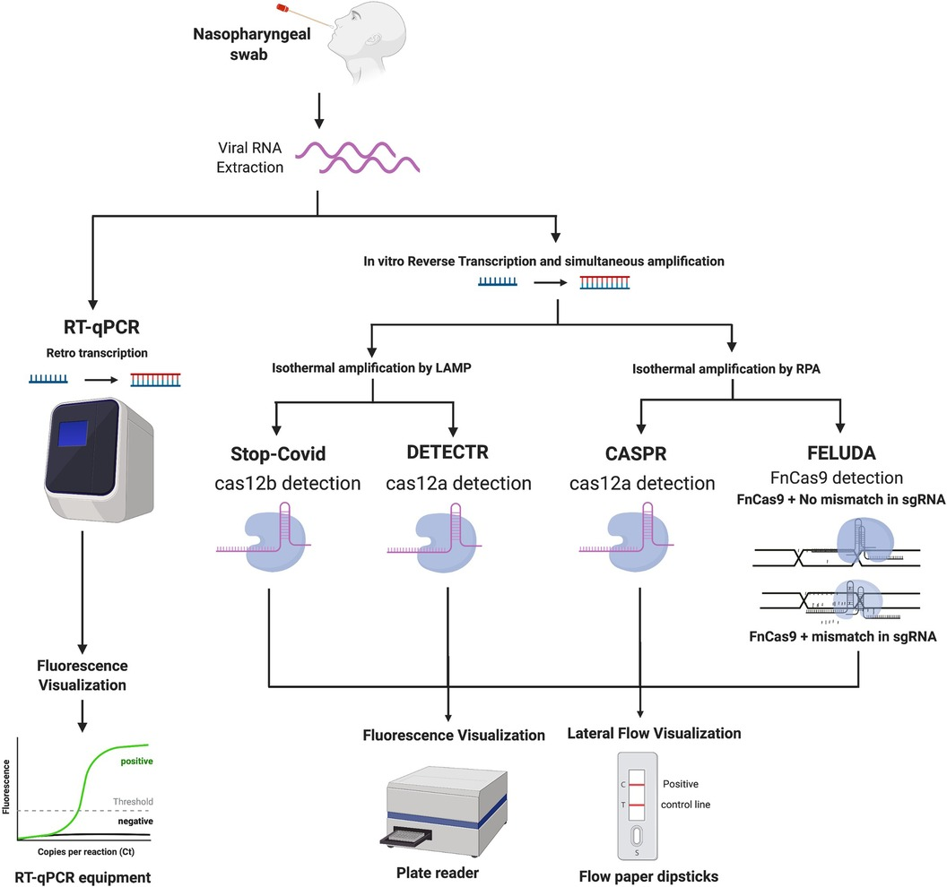 Frontiers | High—throughput and automated screening for COVID-19