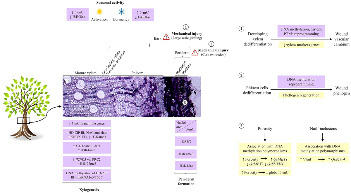 Frontiers | Epigenetics at the crossroads of secondary growth regulation
