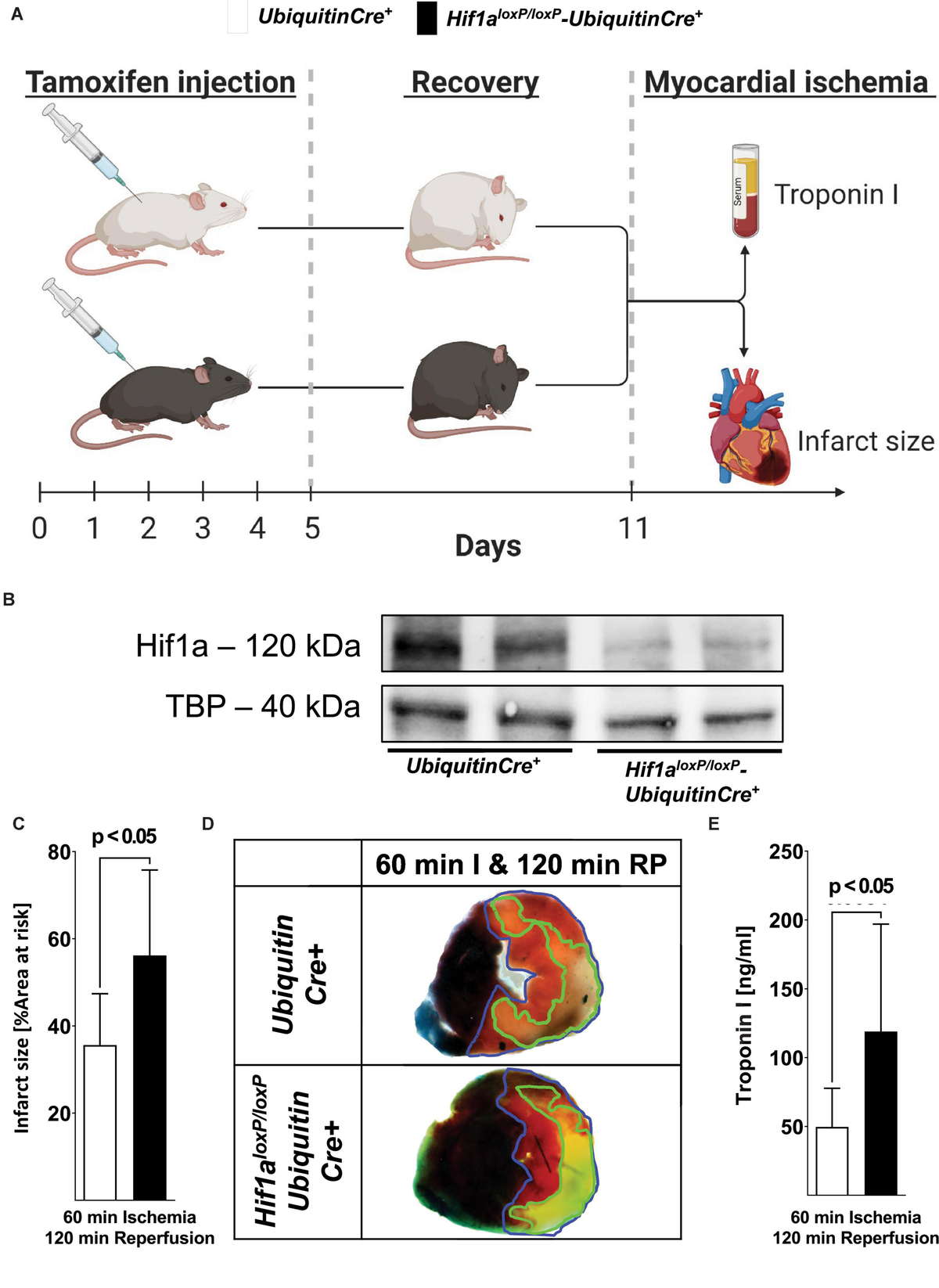 Frontiers | Myeloid hypoxia-inducible factor HIF1A provides cardio ...