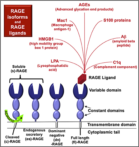 Frontiers | RAGE pathway activation and function in chronic kidney ...