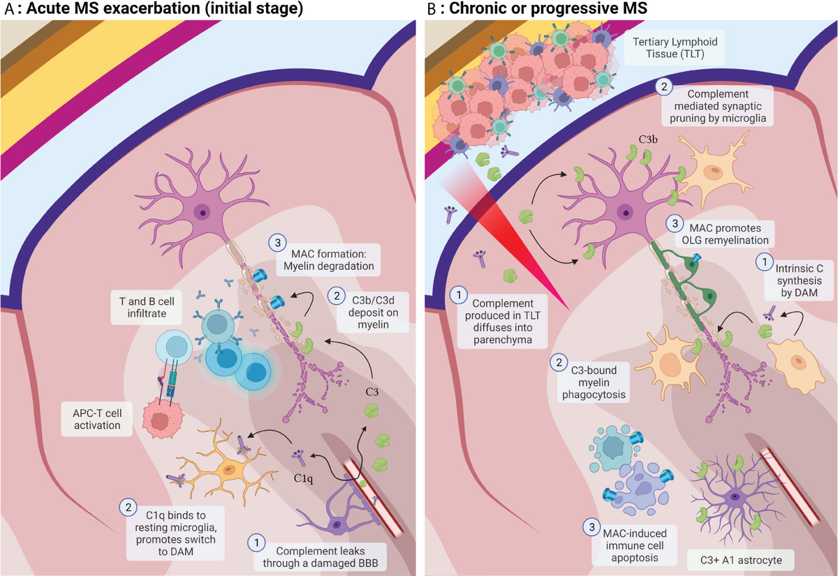 Frontiers | The role of the complement system in Multiple Sclerosis: A ...