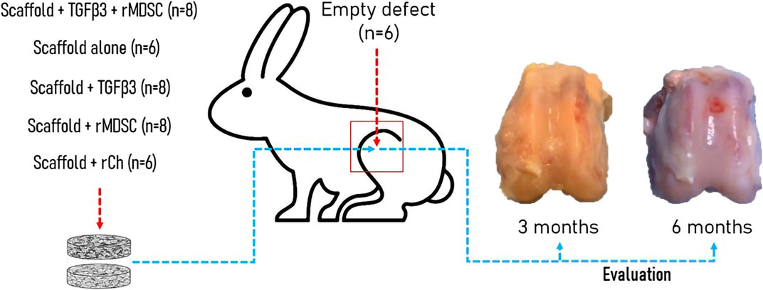 Frontiers | Cartilage regeneration using improved surface electrospun ...