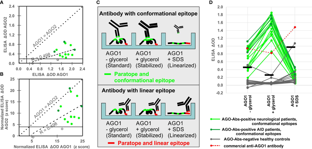 Frontiers | Conformation-stabilizing ELISA and cell-based assays reveal ...
