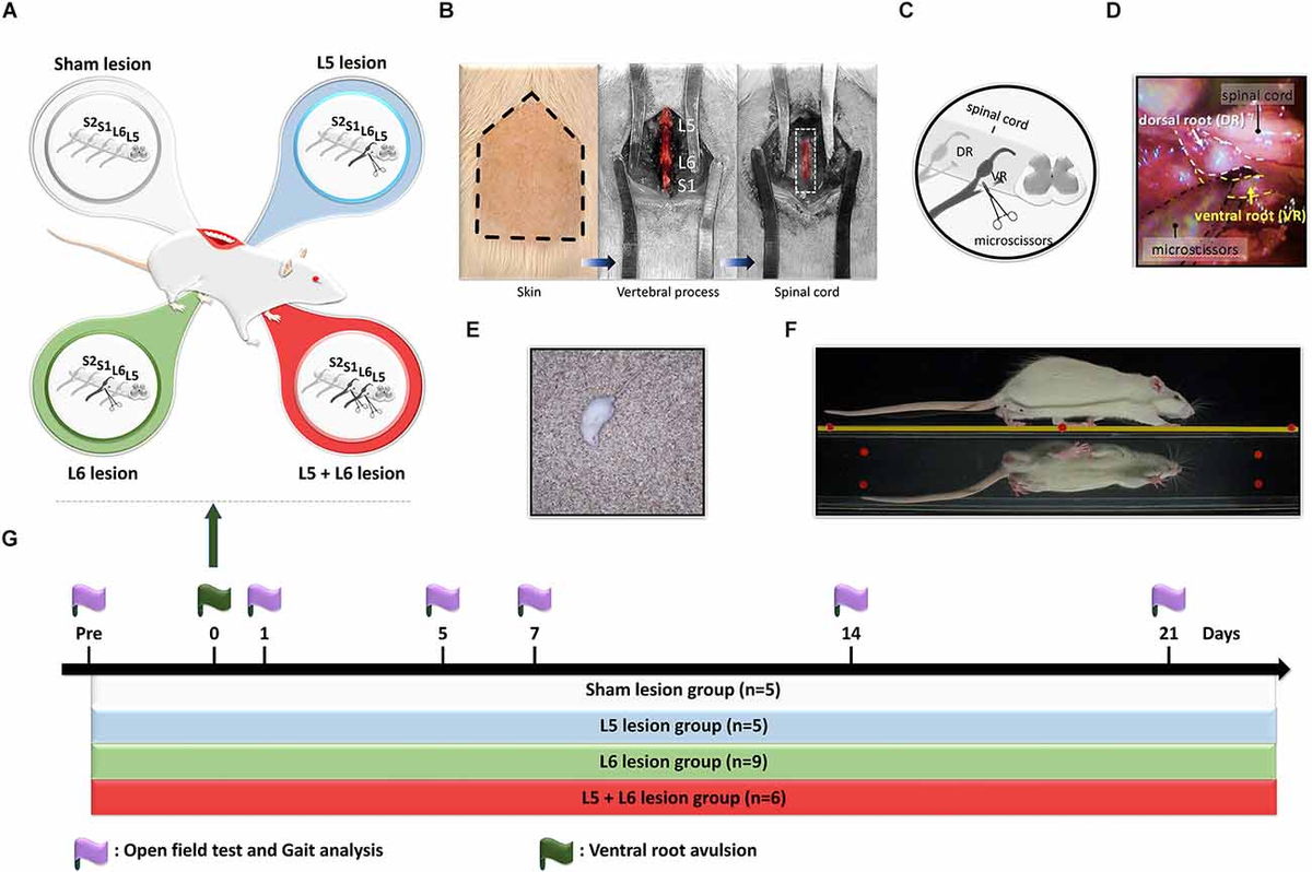 Frontiers | Time-course gait pattern analysis in a rat model of foot ...