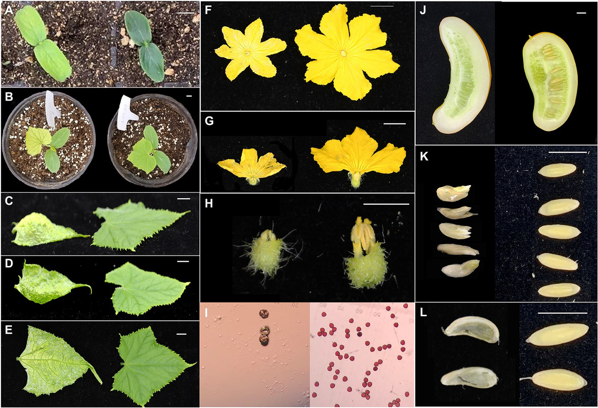 Frontiers | Integrating physiology, genetics, and transcriptome to ...