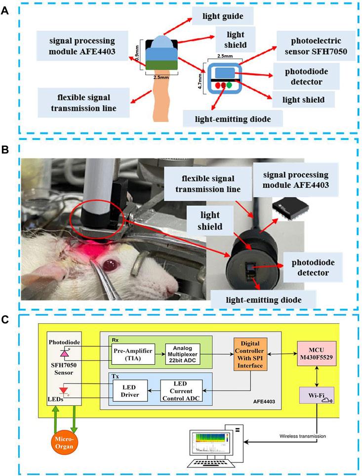 Frontiers | Portable flexible probe for detecting blood supply status ...