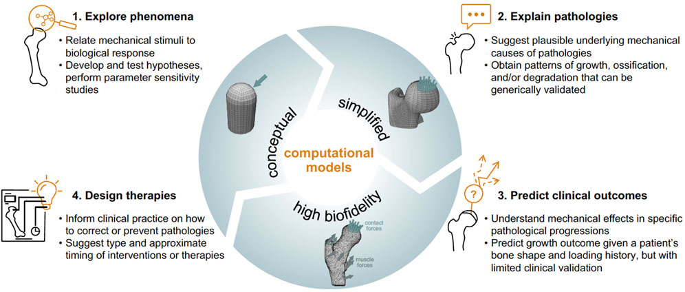 Frontiers | The role of computational models in mechanobiology of ...